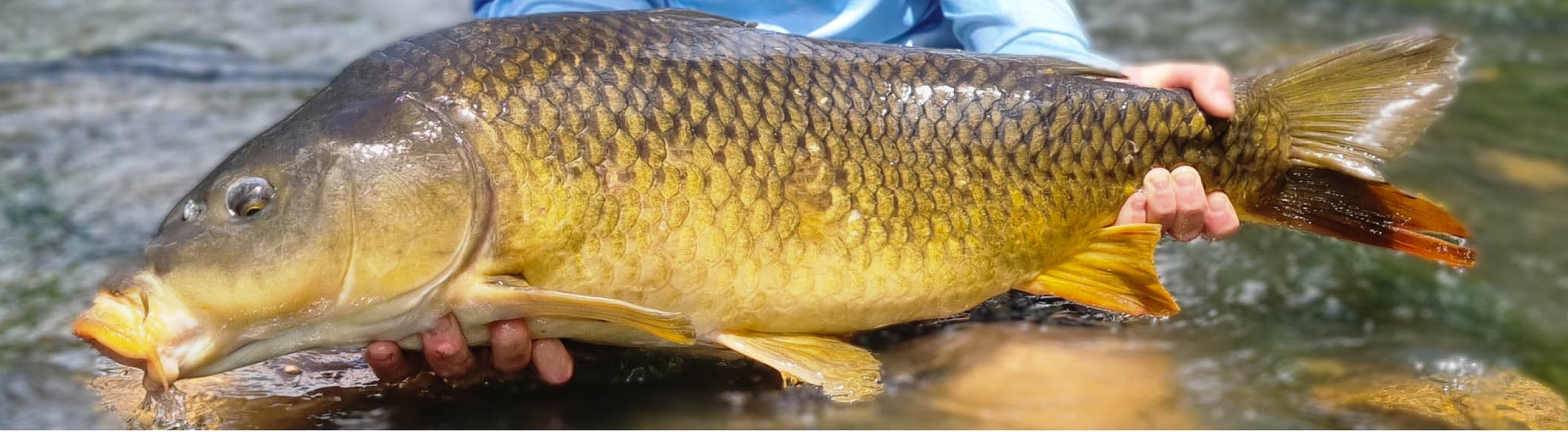 YELLOWFISH ON THE VAAL RIVER